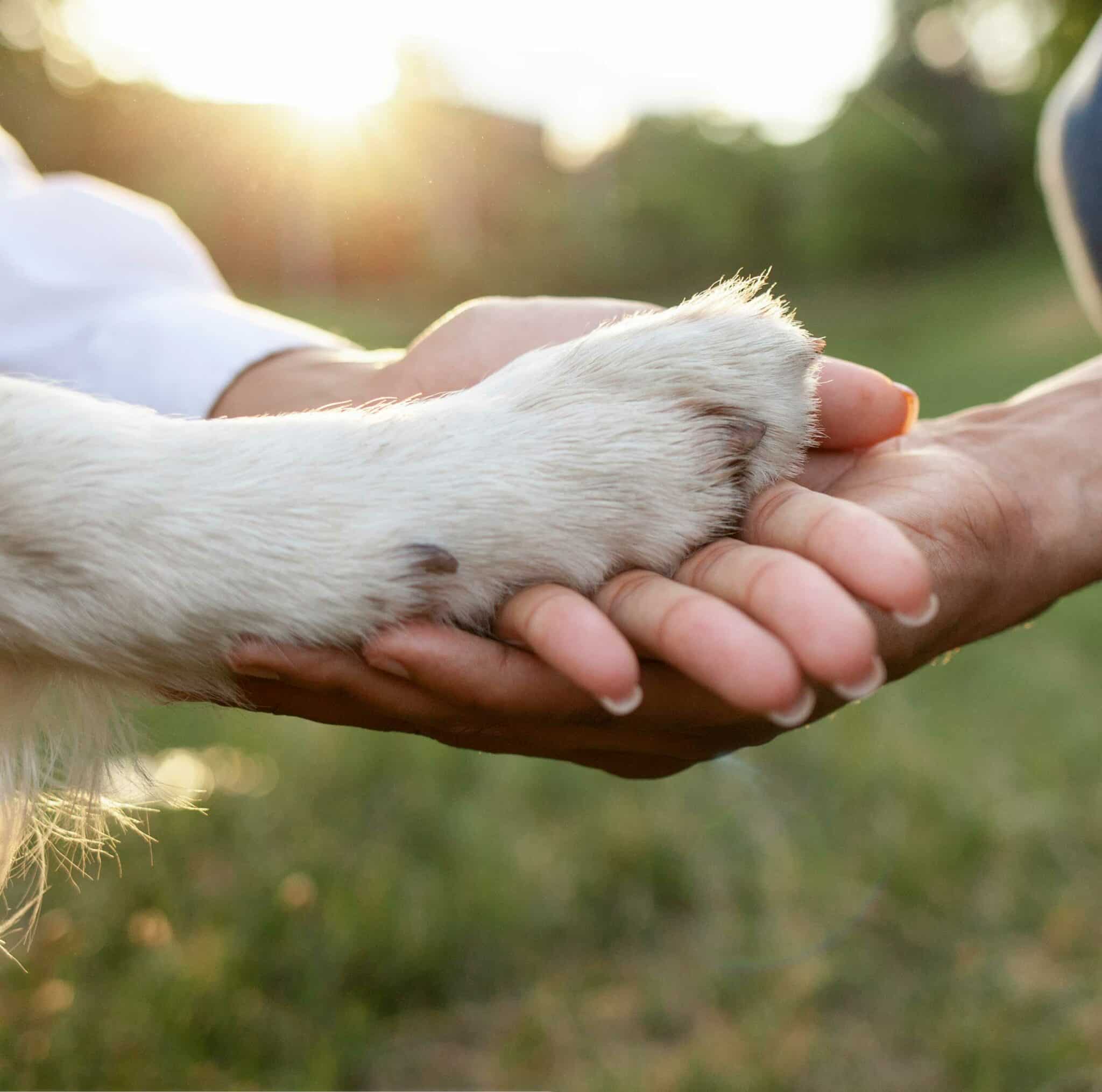 Euthanasia and End-of-Life Care - Smith Lake Veterinary Hospital