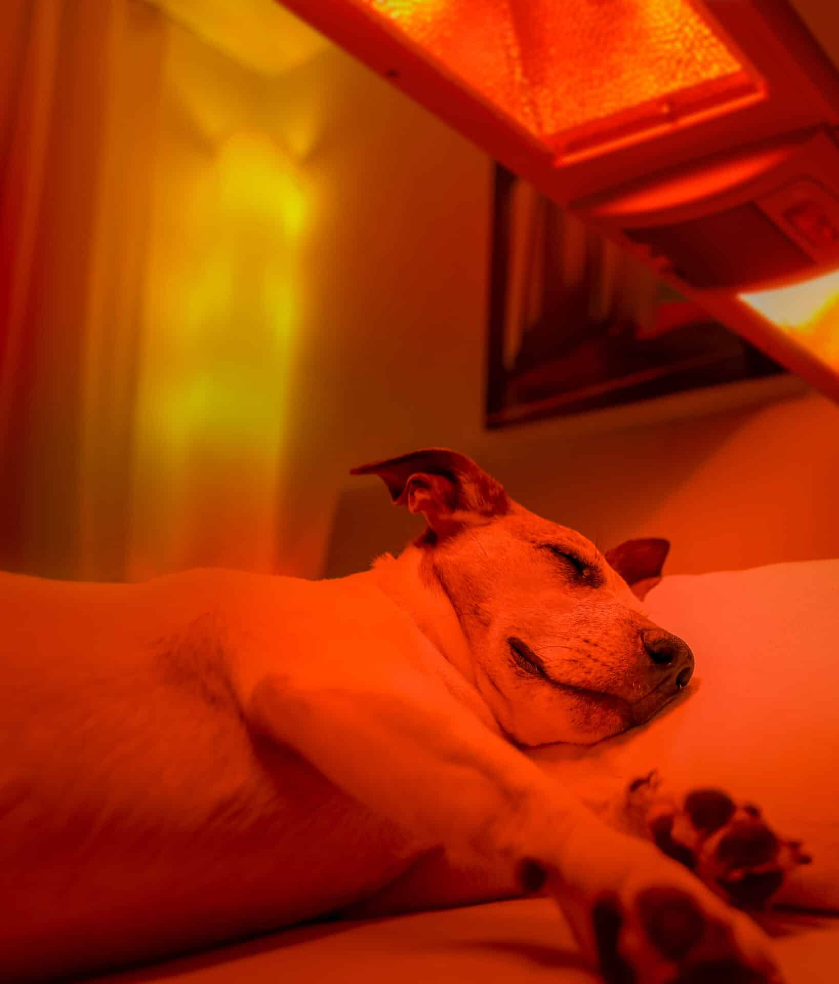 Phovia Light Therapy - Smith Lake Veterinary Hospital