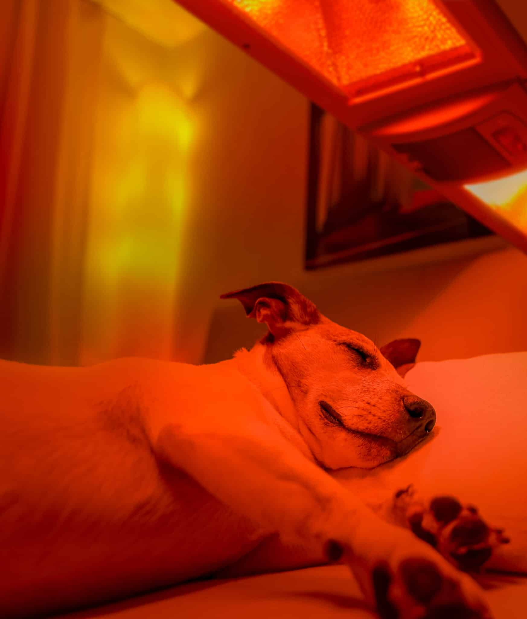 Phovia Light Therapy - Smith Lake Veterinary Hospital