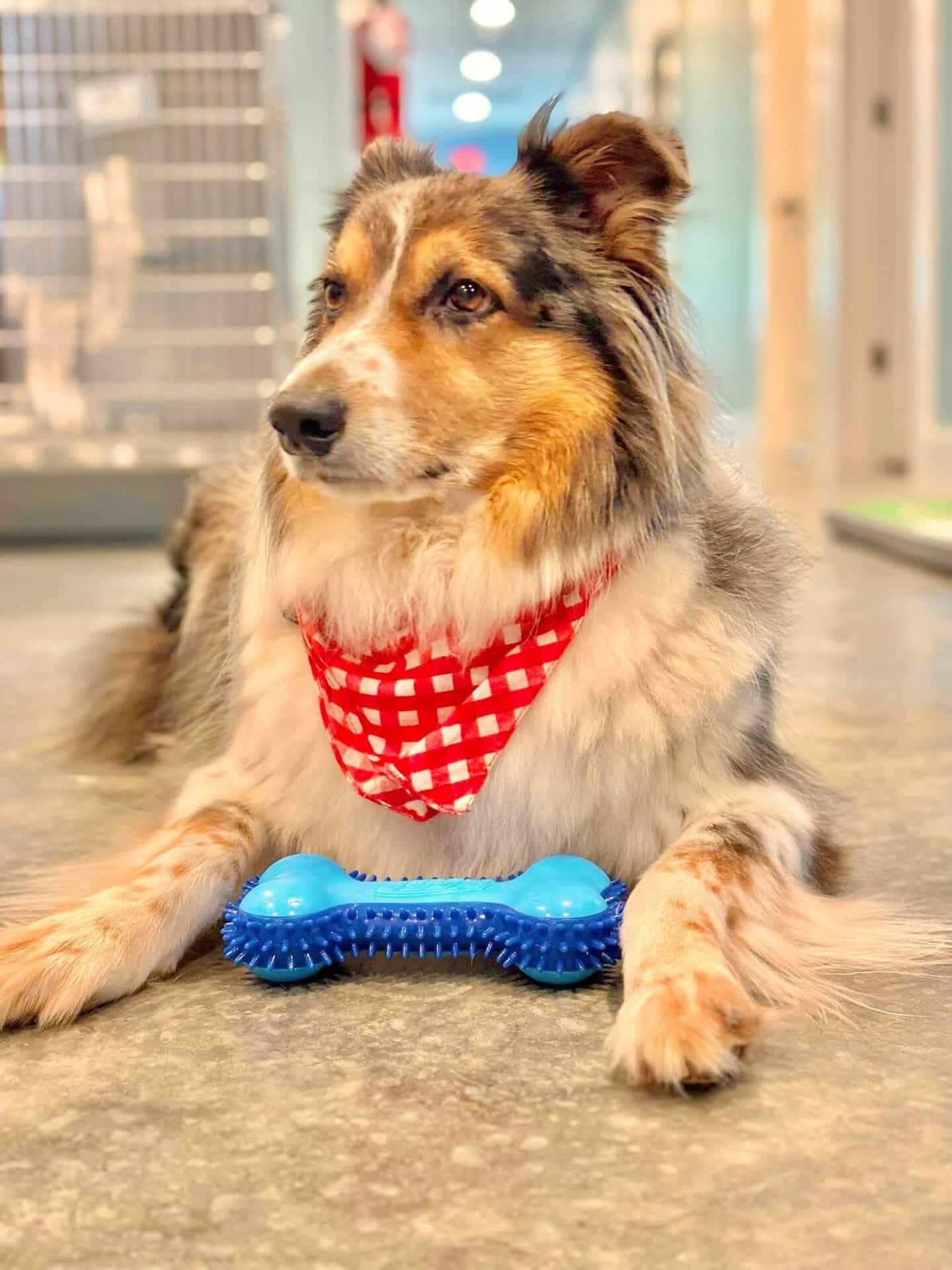 Wellness and Preventive Care - Smith Lake Veterinary Hospital